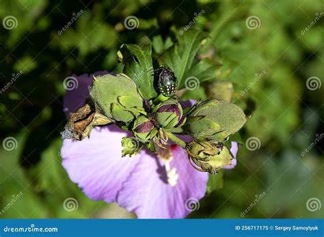 Stink Bug Beetle On Hibiscus Flower Stock Image Image Of Green Leaf