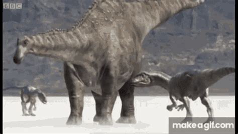 Allosaurus Beating  Allosaurus Beating Sauropod Descubrir Y