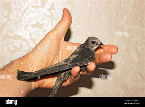 Small Swift Sitting On The Arm Stock Photo Alamy