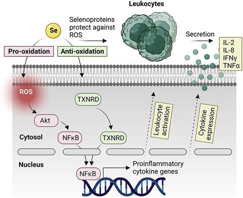 Selenium Stimulates The Antitumour Immunity Insights To Future