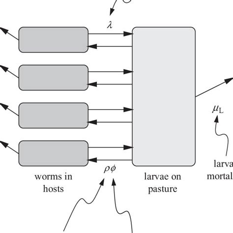 Schematic Representation Of The Stochastic Model Download Scientific Diagram