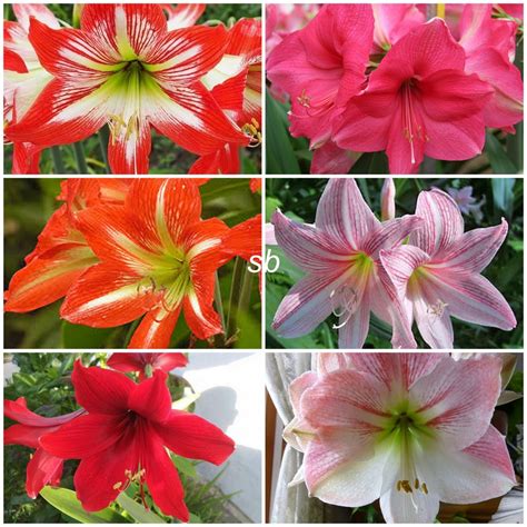 Jual Paket Umbi Amarilys Amarylis Sp Mix 10 Umbi 100rb Shopee Indonesia