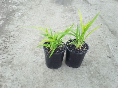 Dianella Caerulea Andreasens Green