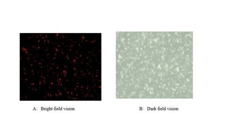 Transfection Interference Vector 58 H Of Germ Cells Zfx Gene Rnai