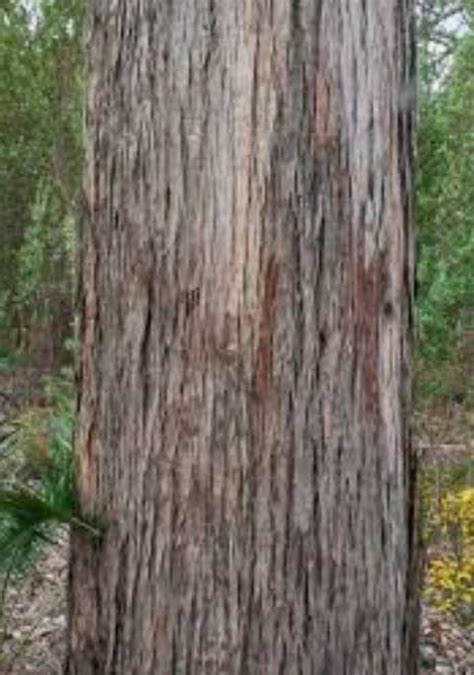 Jarrah Tree Seeds