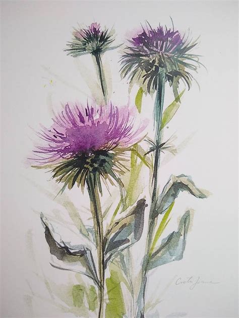Thistle Watercolor Thistle Plant Wildflowers Art Print Thistle