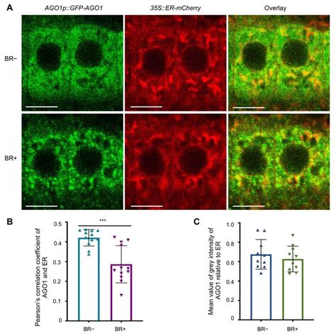 Br Treatment Caused Reduced Localization Of Ago1 At The Er Download