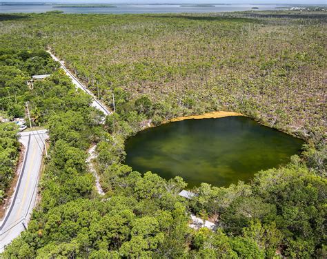 How To See Key Deer On Floridas Big Pine Key Afar