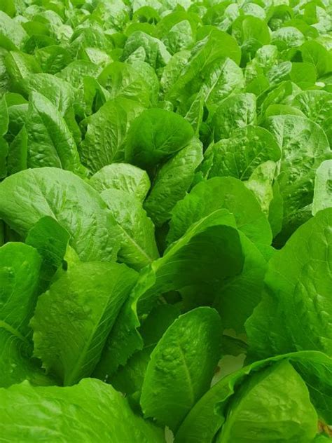 로메인 유러피안 채소 농업회사법인주식회사메타그린