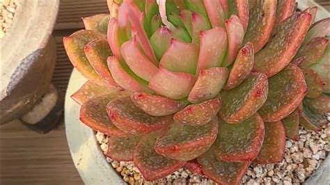 3월8일후레뉴화이트엔젤아리엘철화제스타철화13종세트 10만원 Youtube