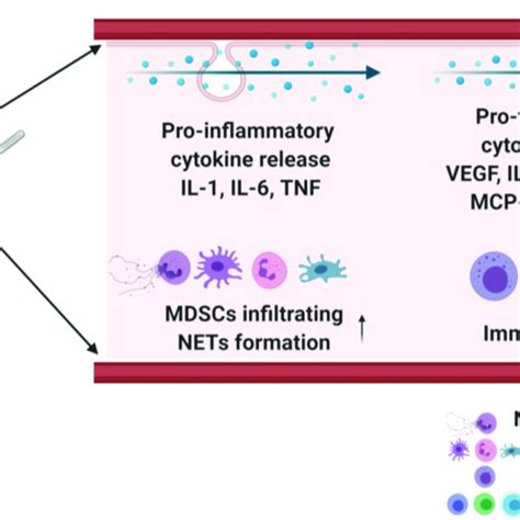 Pma Induced Netosis Is Characterized Chronologically By Cell Download Scientific Diagram