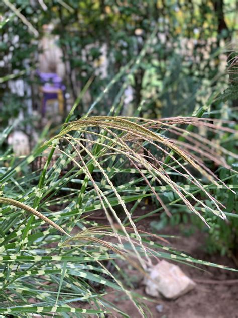 Шарена трева | Plants, Garden