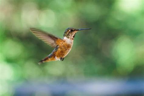 21 Different Types Of Hummingbirds Rkraftysprouts