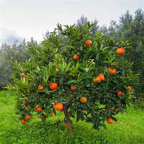 Washington Navel Orange Plant Buy Washington Navel Orange Plant