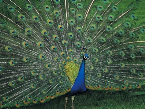 0001 Nishi Pdf Biological Sciences Science