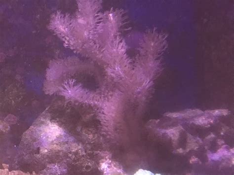 Tracy Morgan Gorgonian