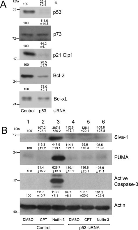 Knockdown Of P53 By Gene Specific Sirna Inhibits Nutlin 3 Induced