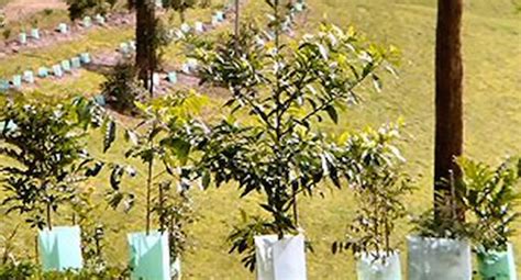 Tree Planting Service Throughout The South West Of England