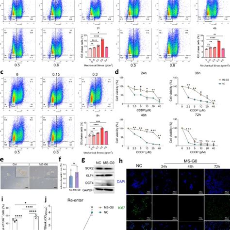 Transcriptomic Profiling Of Ms Induced Dormant Subpopulation A