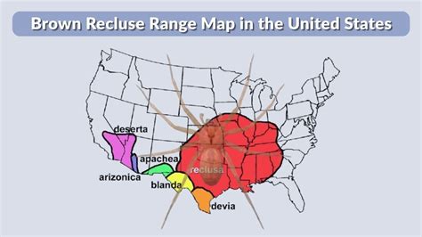 Brown Recluse Map U S Range Habitat And Locations