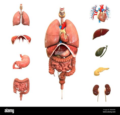 Los Órganos Del Cuerpo Humano Órganos Del Cuerpo Humano Y Sus