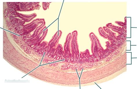 Human Duodenum Histology