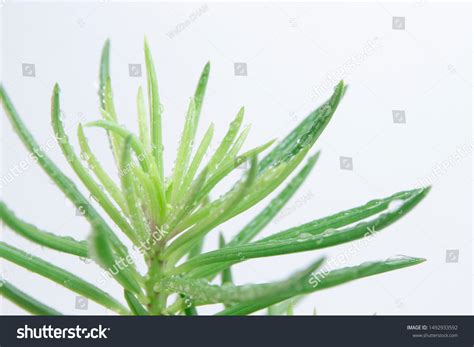 1 Senecio Antandroi 图片、库存照片和矢量图 Shutterstock