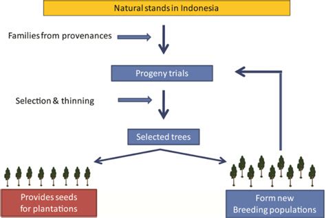 Tree Breeding Program For Eucalyptus Urophylla In Vietnam Download