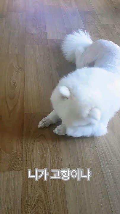 고양이 세수 하는 방울이 누구니 ㅋㅋ 고양이 세수방울이 Short Youtube