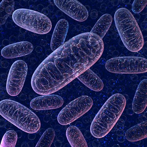 Als Studies Targeting Mitochondria Found To Prolong Survival In Review