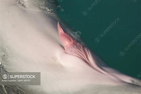 Close Up Shot Of Bottlenose Dolphin Penis Tursiops Truncatus Males