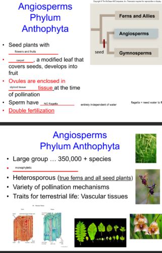 Angiosperms Flashcards Quizlet