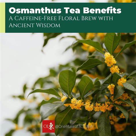 Incredible Osmanthus Tea Benefits 7 Reasons To Try This Golden Elixir