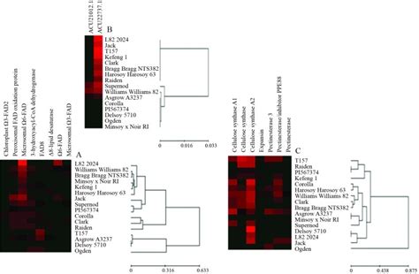 Normalized Transcriptional Expression Hierarchical Clustering Pattern