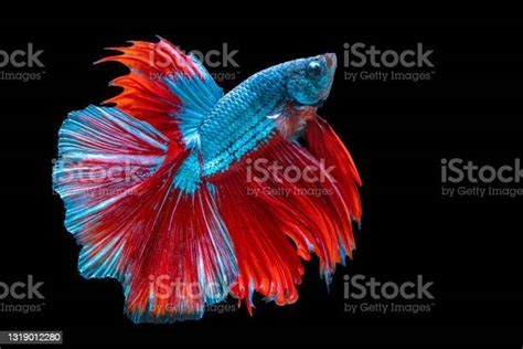베타의 리듬은 고립 된 검은 배경을 통해 물고기 싸움 을 화려하게 복사 공간이있는 파란색과 빨간색 샴 베타 물고기의 아름다운 움직이는 순간 투어에 대한 스톡 사진 및 기타