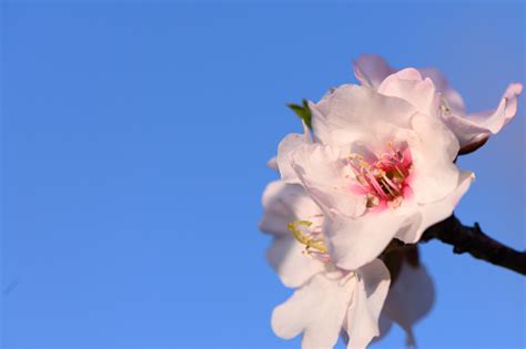 이른 봄 눈부시게 푸른 하늘을 배경으로 섬세한 벚꽃이 피어나며 자연의 활기찬 재생을 축하합니다 0명에 대한 스톡 사진 및 기타
