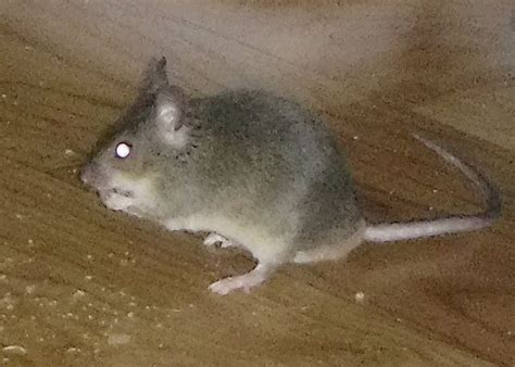 How Big Is A Large Mouse At Rene Neal Blog