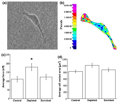 Modification Of Cellular Cholesterol Content Affects Traction Force Adhesion And Cell Spreading