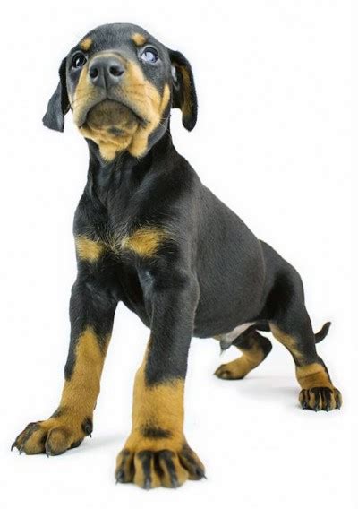 CHIEN DE GARDE Ce Qu Il Faut Absolument Savoir