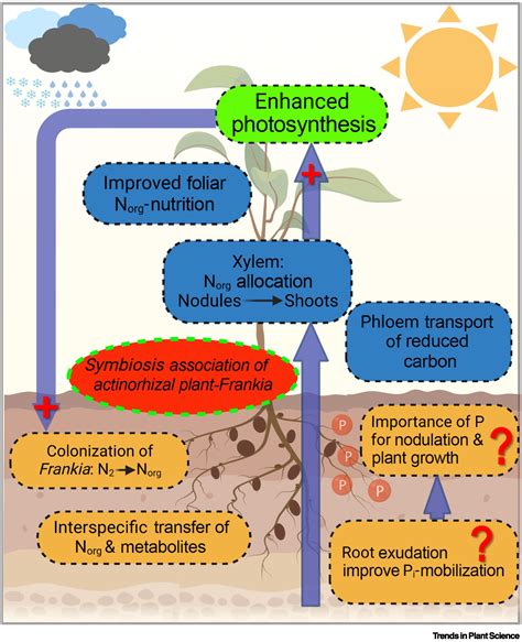 Nitrogen Fixation Diagram