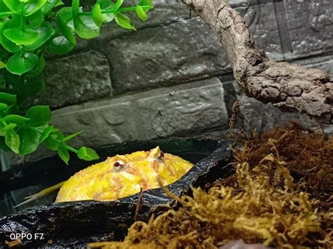 Pacman Frog Substrate