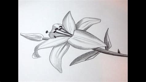 How To Draw A Lily YouTube