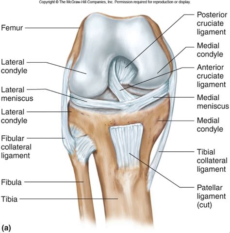 Posterior Cruciate Ligament Injury Symptoms Treatment Rxharun