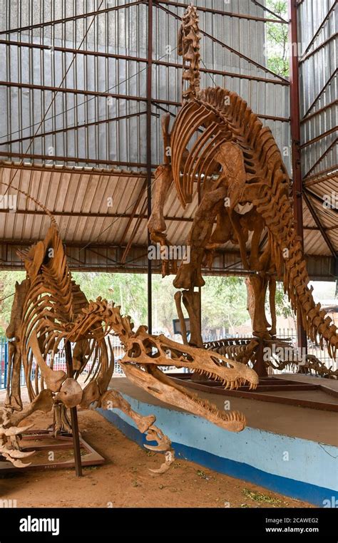 Niger Niamey National Museum Fossil Bones Of Dinosaur Suchomimus