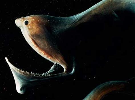 Gulper Eel Pelican Eel Frightening Deep Sea Jaws