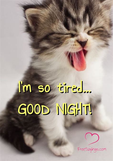 Cat Memes Good Night At Ella Hogarth Blog