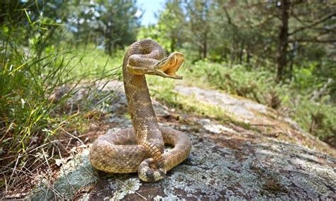 Coachwhip Snake Animal Facts Masticophis Flagellum A Z Animals