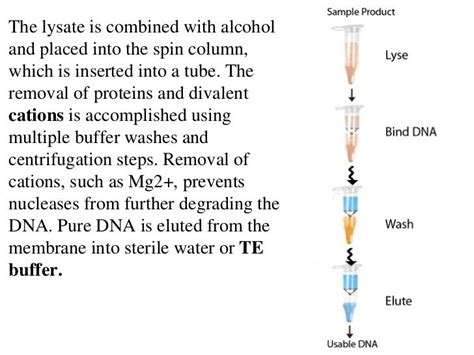 Dna Extraction
