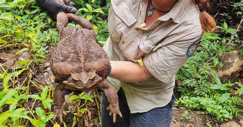 Toadzilla Australian Park Rangers Discover Record Breaking Cane Toad