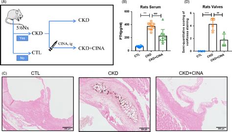 Decreasing Pth Could Alleviate Vc In Ckd Rats A The Pattern Diagram Download Scientific